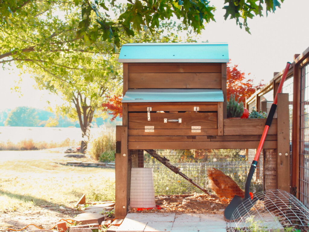 FAQs: Chicken Keeping, Coops & Greenhouse Gardening | Roost & Root