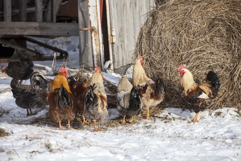 Cold Weather Chicken-Keeping Tips