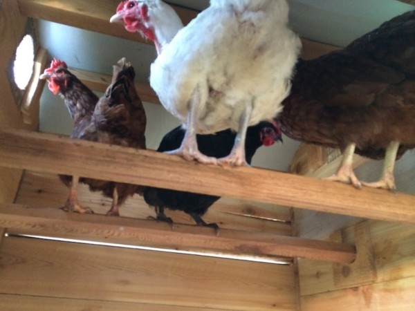 Chicken Coop Ramps & Roosting Bars: Spacing & Cleaning Guide | Roost & Root