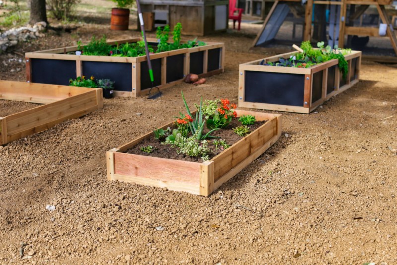 8 Chicken Healthy Herbs To Grow Next to Your Coop - Roost & Root