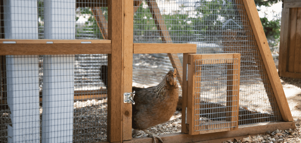 How to Raise and Keep Bantam Chickens - Roost & Root