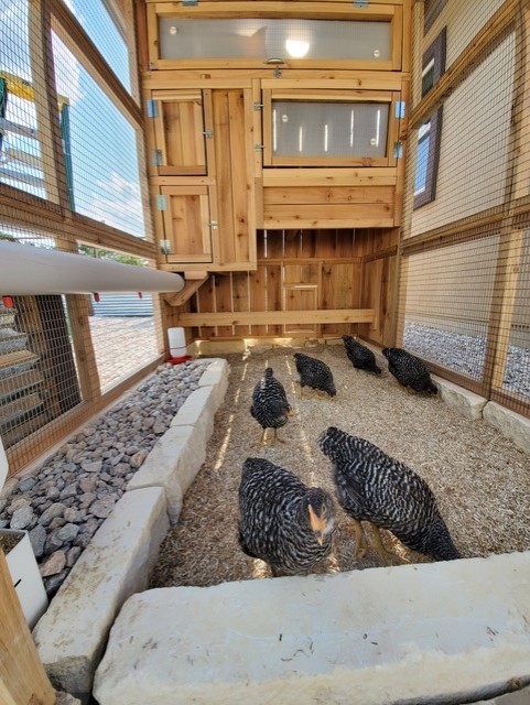 How to Raise and Keep Bantam Chickens - Roost & Root