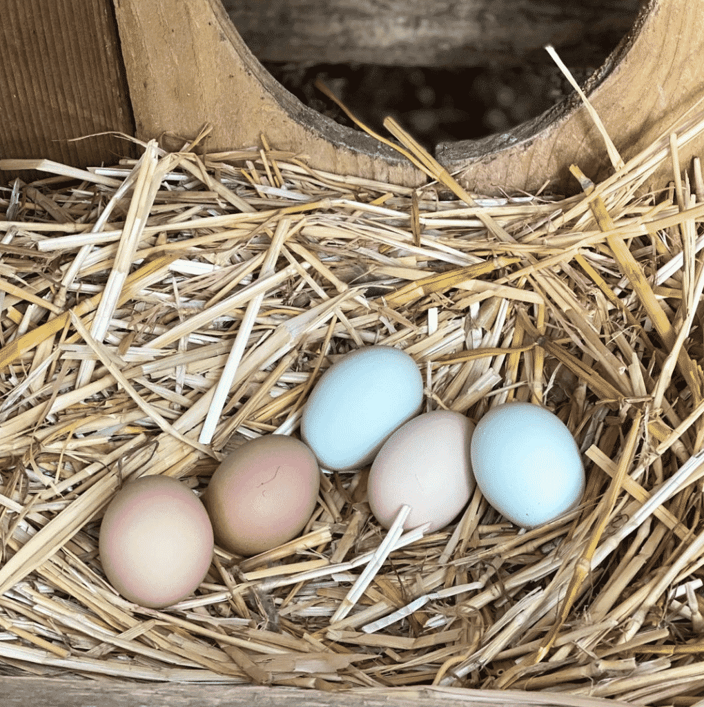 What to Put in Nesting Boxes?