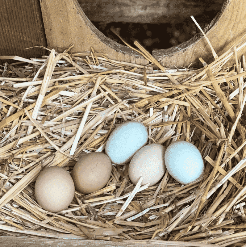 What to Put in Nesting Boxes?