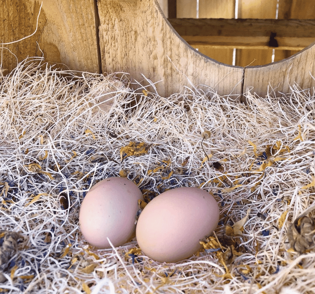 What to Put in Nesting Boxes?