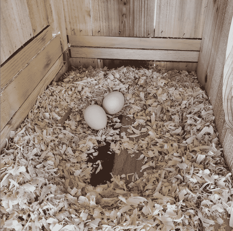 What to Put in Nesting Boxes?
