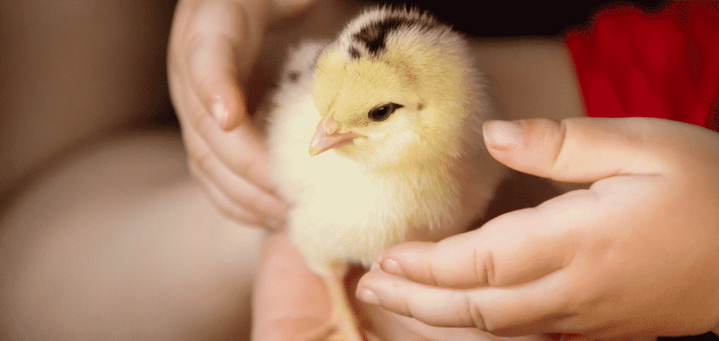 How to Introduce Kids to Chicken Keeping - Roost & Root