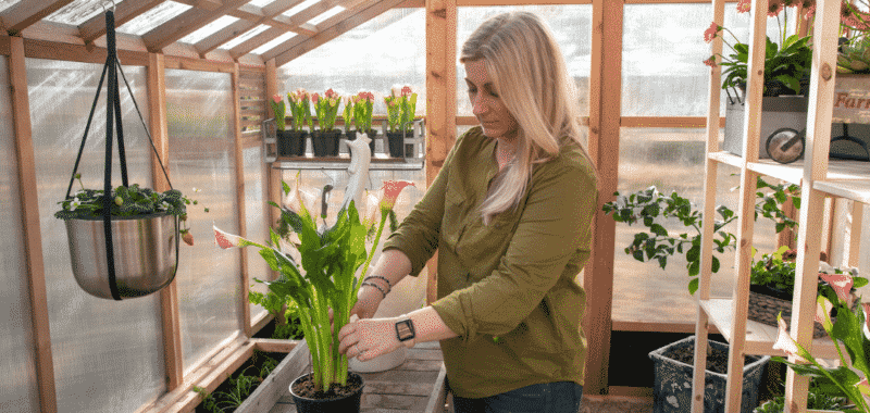 How to Prepare Your Greenhouse for Spring - Roost & Root