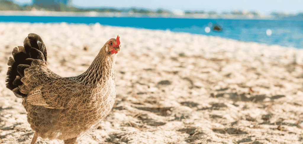 Vacationing as a Backyard Chicken Owner - Roost & Root