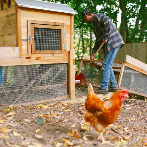 FAQs: Chicken Keeping, Coops & Greenhouse Gardening | Roost & Root