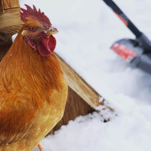FAQs: Chicken Keeping, Coops & Greenhouse Gardening | Roost & Root