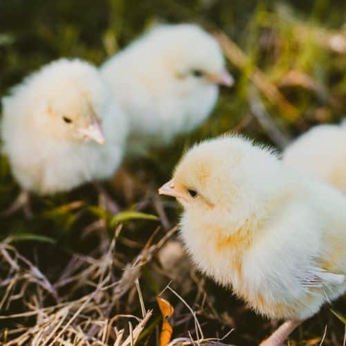 FAQs: Chicken Keeping, Coops & Greenhouse Gardening | Roost & Root