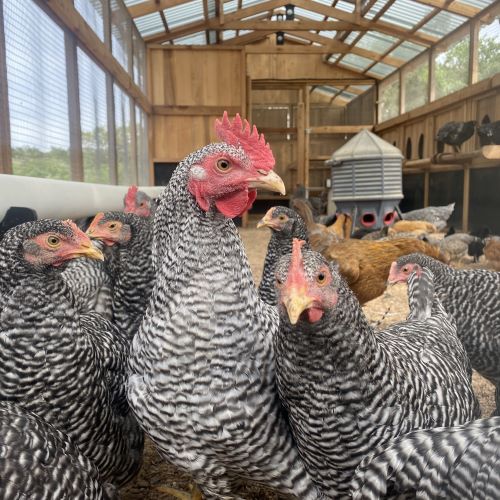 FAQs: Chicken Keeping, Coops & Greenhouse Gardening | Roost & Root