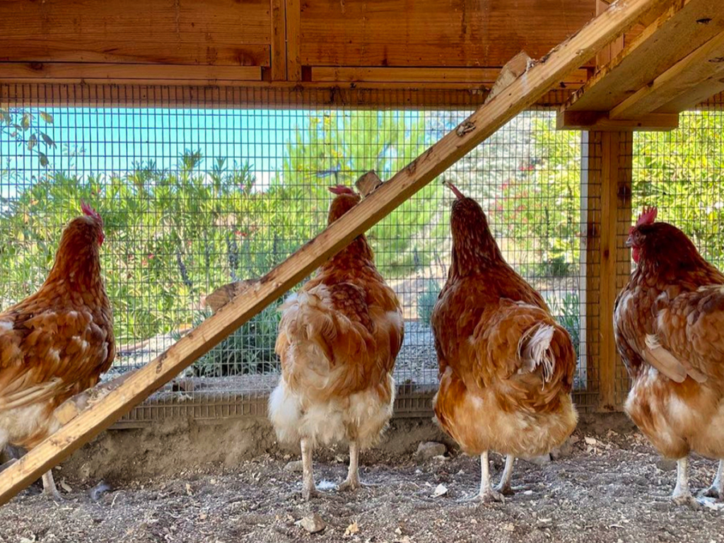 Bird Flu FAQ: Advice for Protecting Your Backyard Chickens