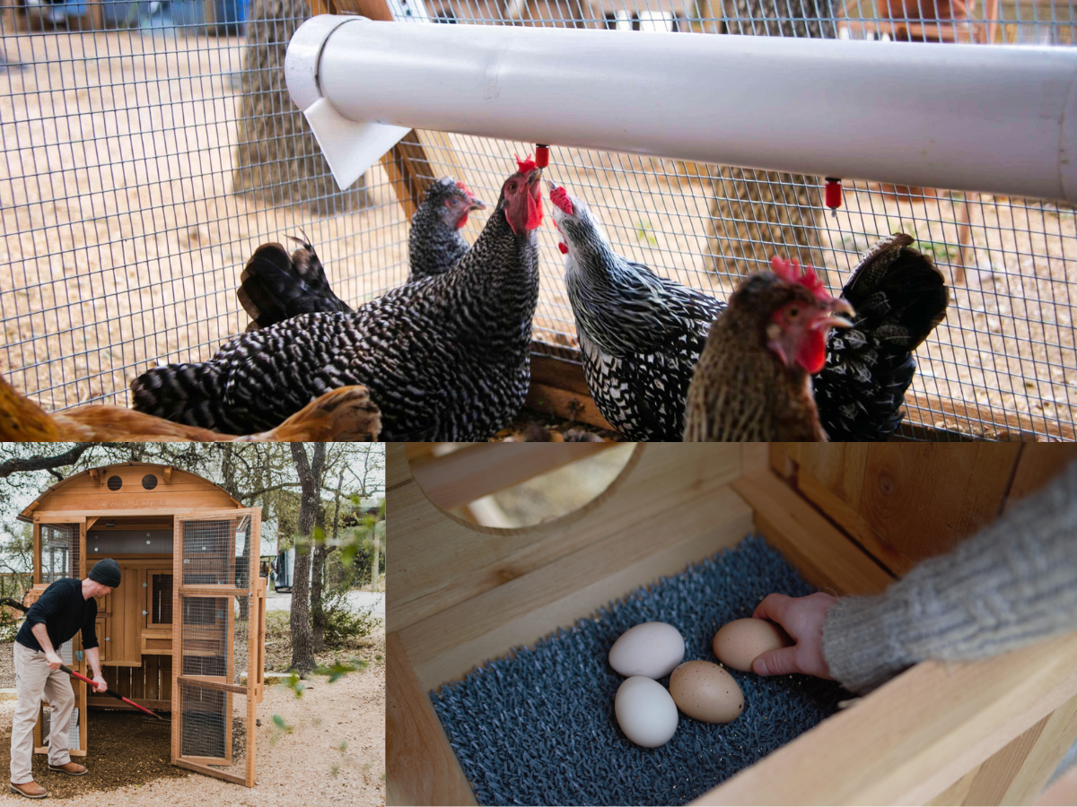Bird Flu FAQ: Advice for Protecting Your Backyard Chickens